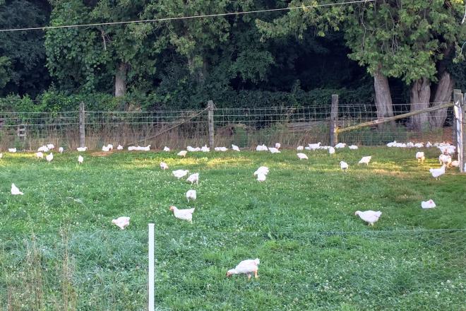 Pastured free-range chicken raised by our son David & family | Fresh ...